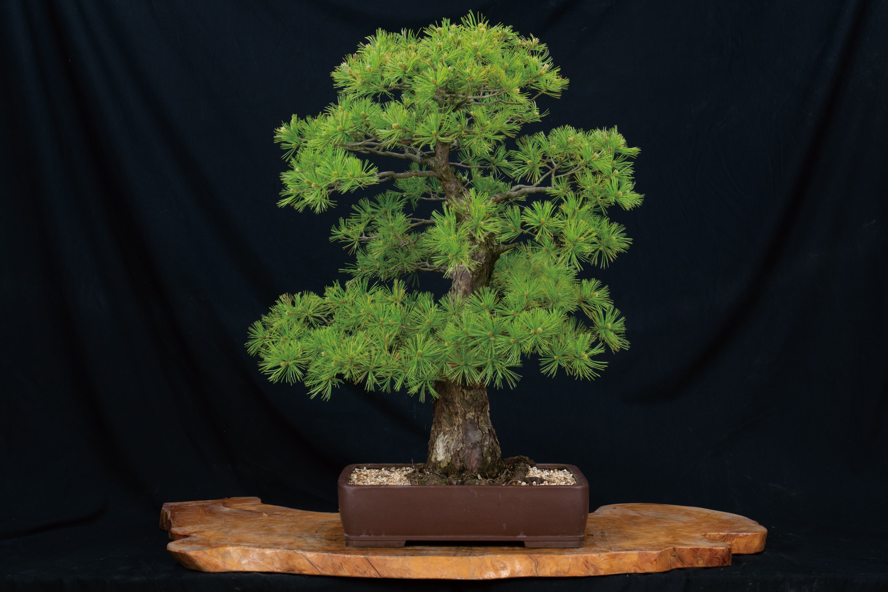 【赤石五葉松】 レンタル盆栽 R-009