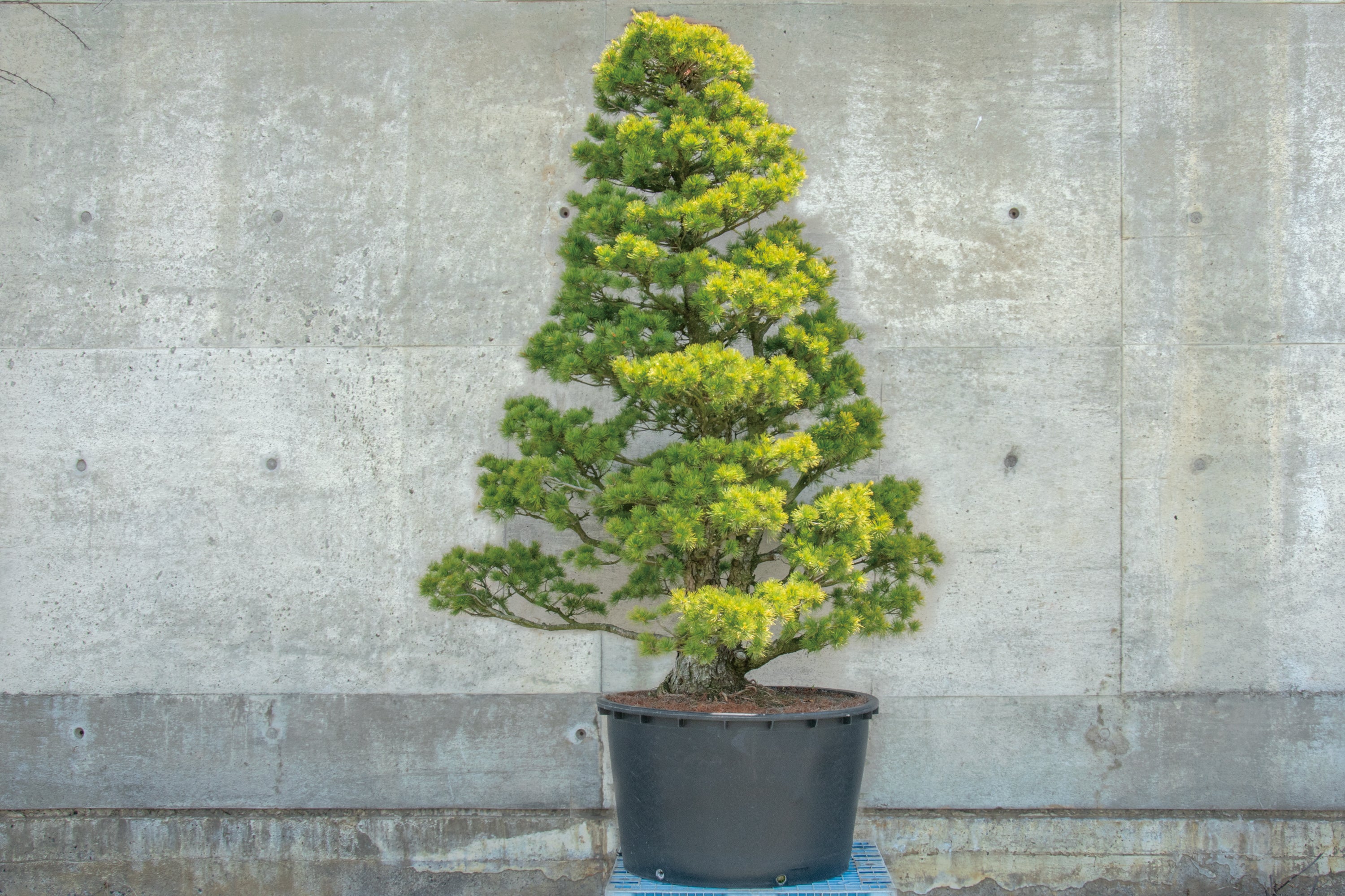 【赤石五葉松】 レンタル盆栽 R-068