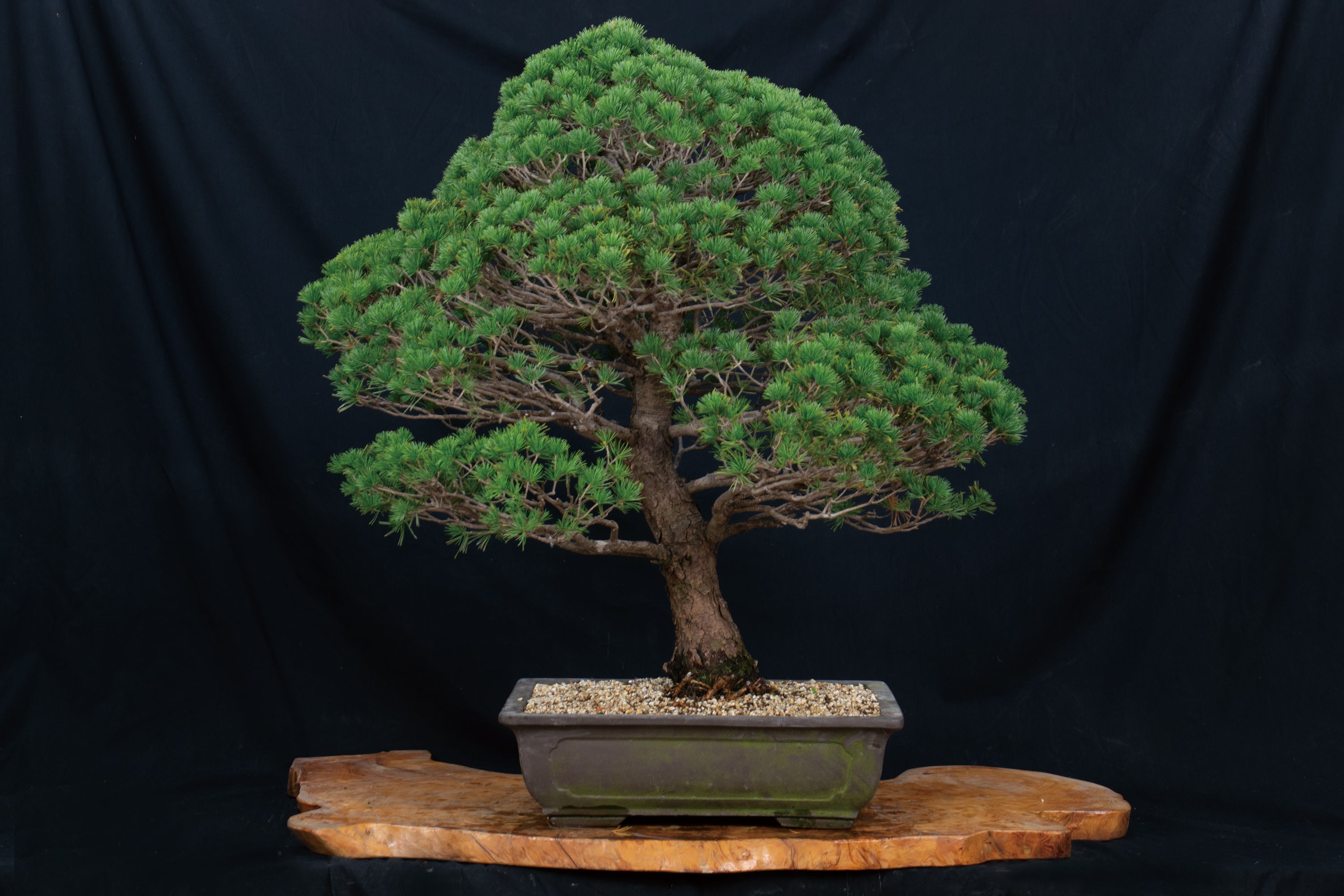 【赤石五葉松】 レンタル盆栽 R-041