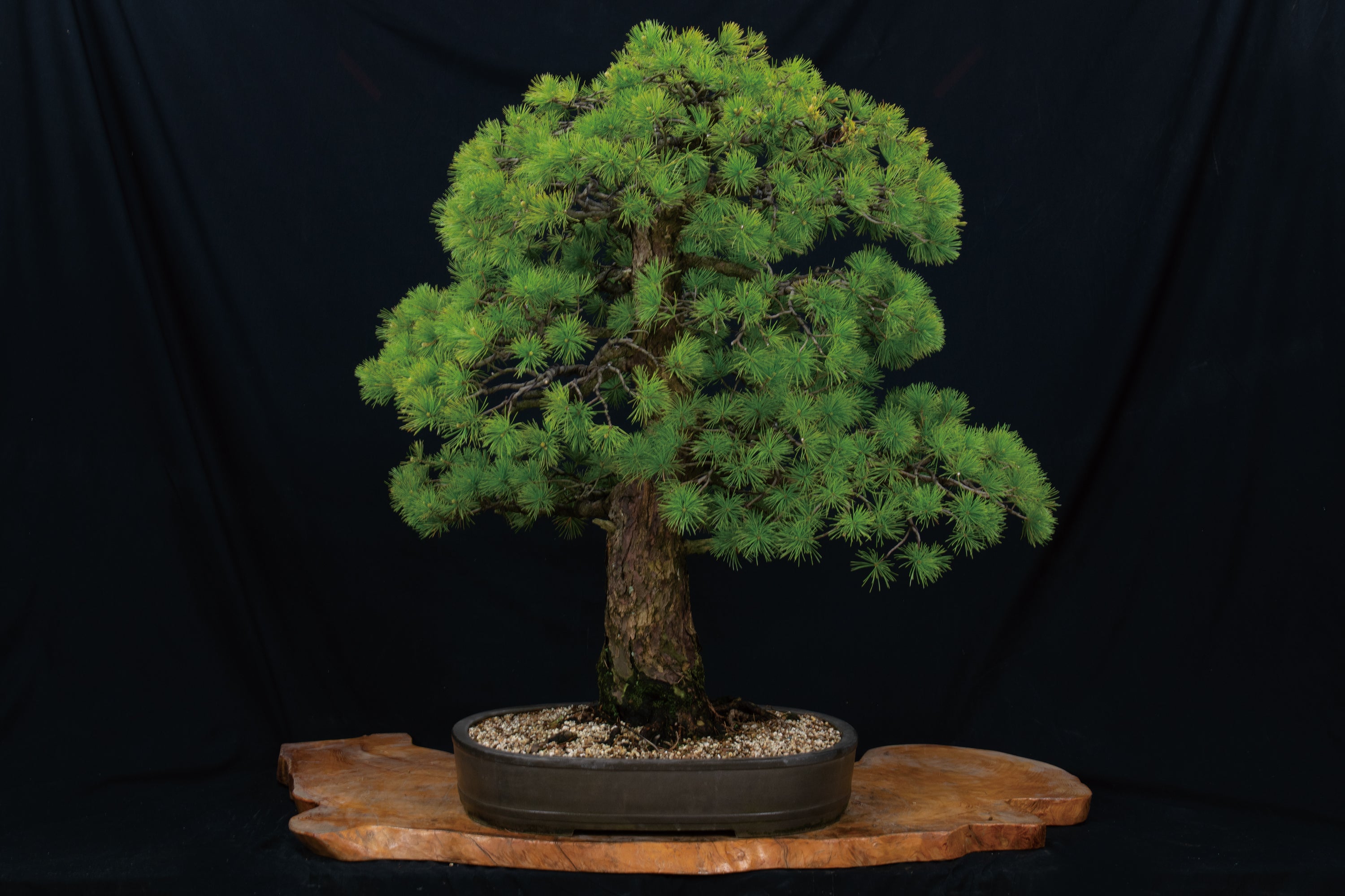 【赤石五葉松】 レンタル盆栽 R-043