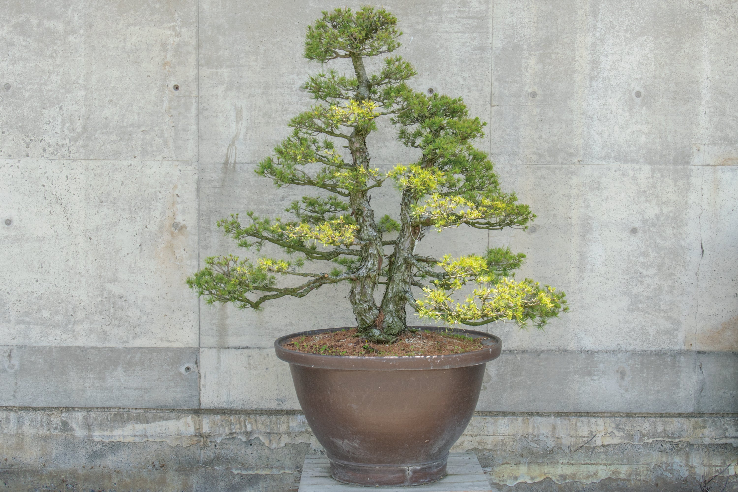 【赤石五葉松】 レンタル盆栽 R-069